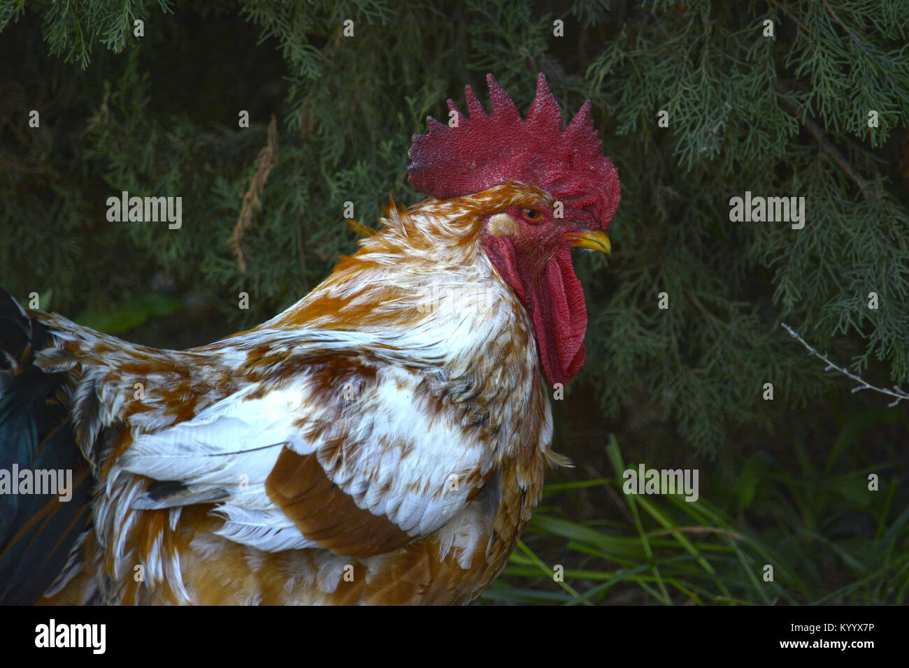 Portrait rooster in a farm on nature background Stock Photo - Alamy