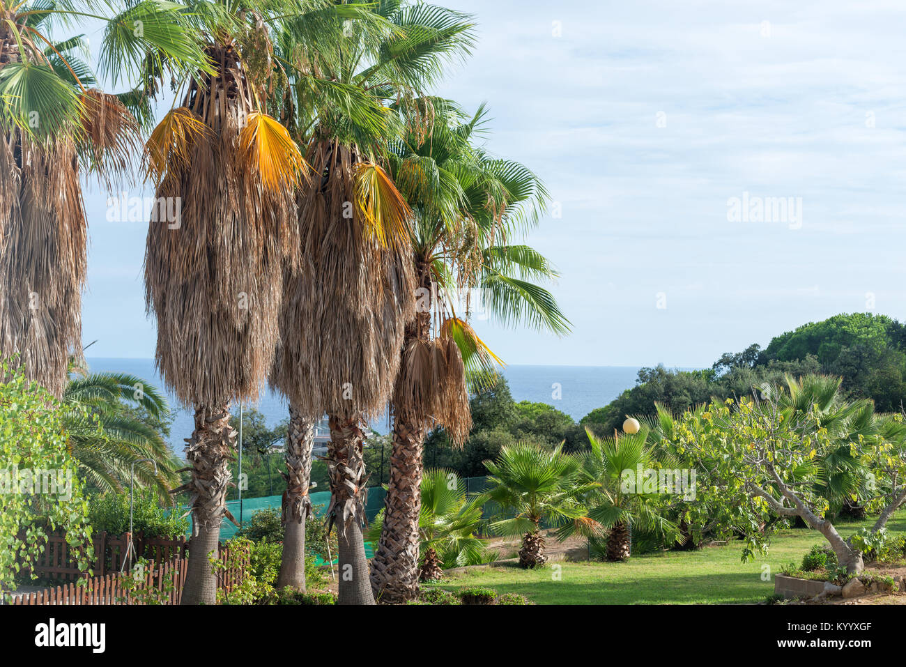 Spanish palm tree on blue sky background Stock Photo - Alamy