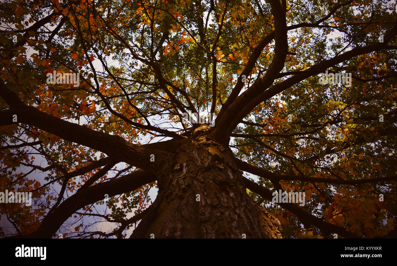 Early Autumn Maple Tree Stock Photo - Alamy