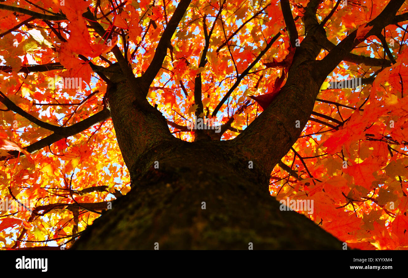 Looking up into Autumn Maple Tree Stock Photo - Alamy
