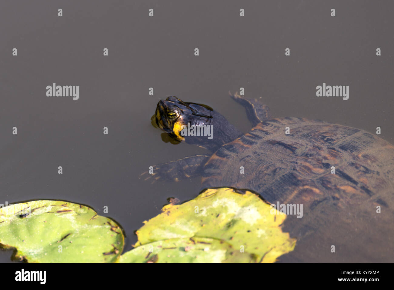 water skull floating in green water in the lake Stock Photo - Alamy