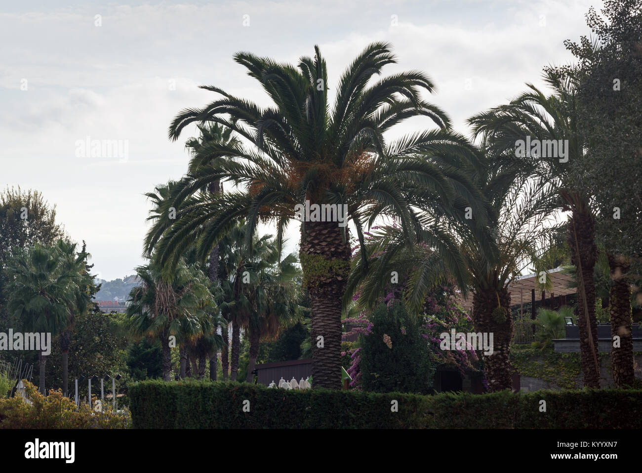 Spanish palm tree on blue sky background Stock Photo - Alamy