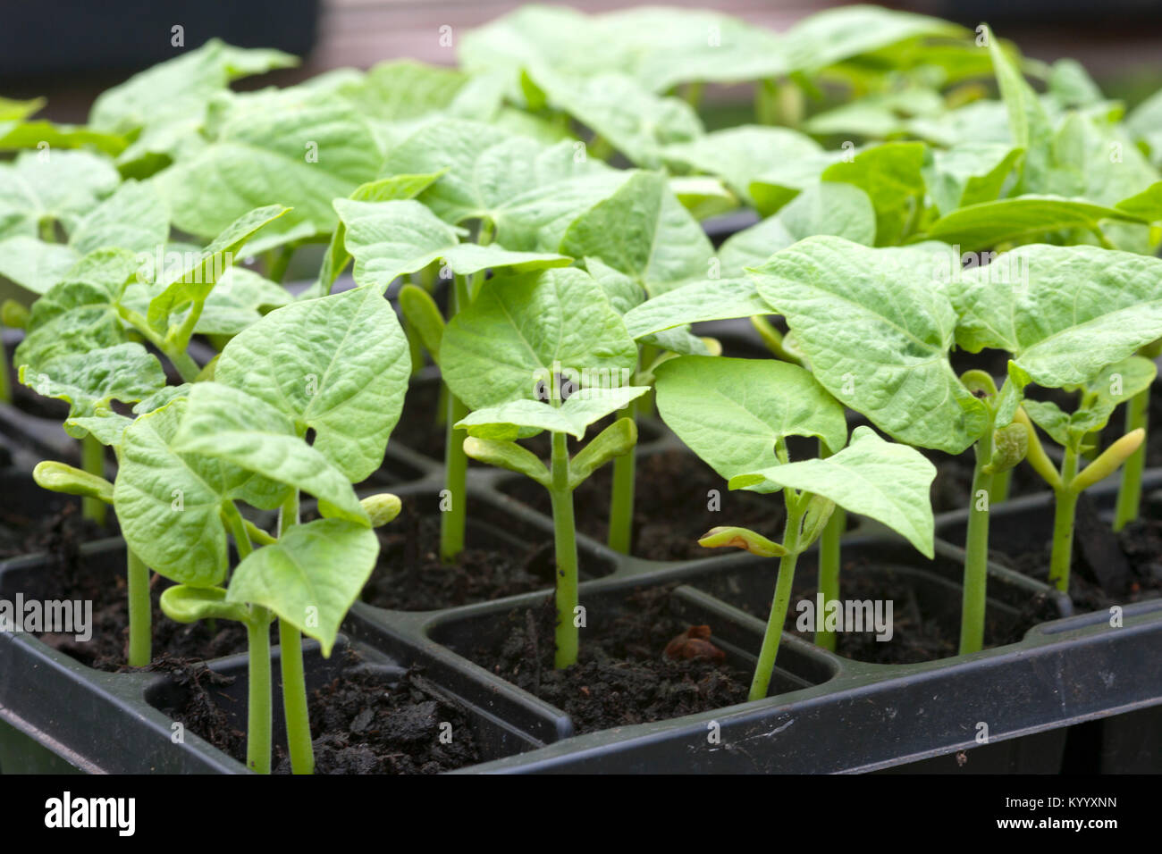 Young bean plants growing in a tray in a greenhouse Stock Photo - Alamy