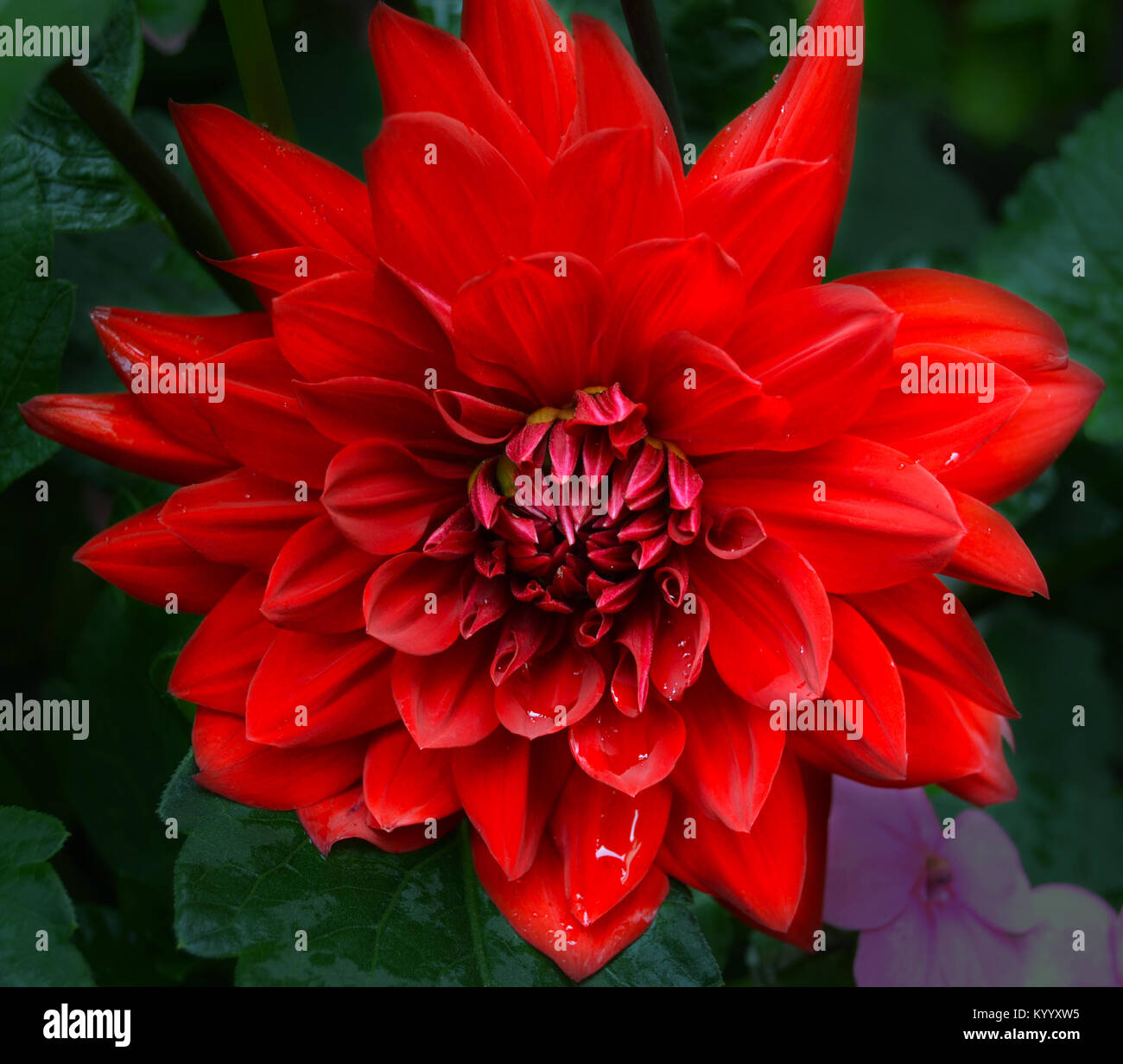 How to grow dahlia hi-res stock photography and images - Alamy