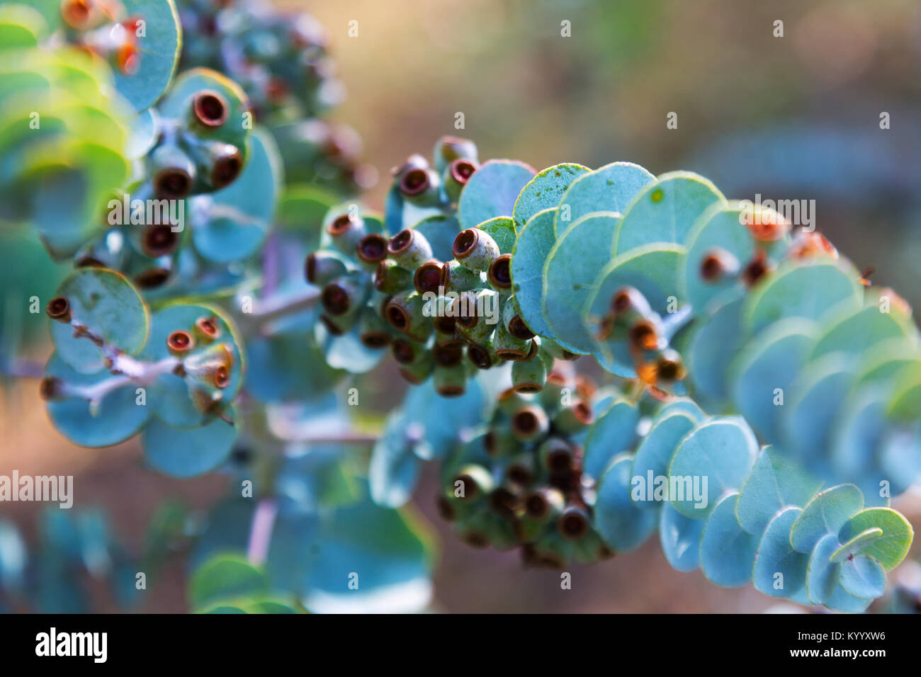 Book-leaf mallee (Eucalyptus krueseana) plant Stock Photo - Alamy