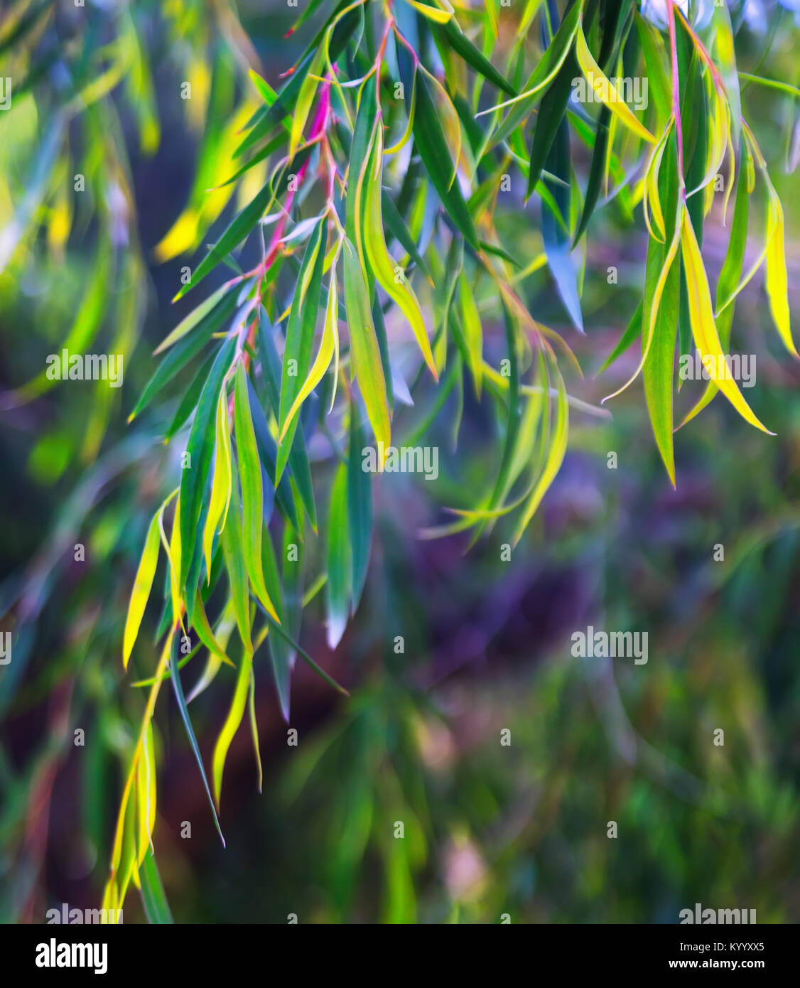 Jarrah tree hi-res stock photography and images - Alamy