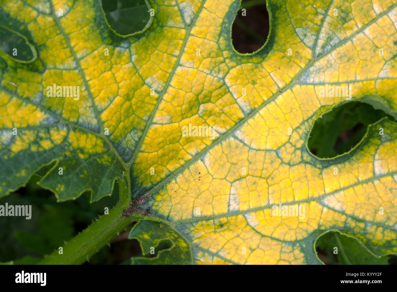 Courgette leaf close up Stock Photo - Alamy