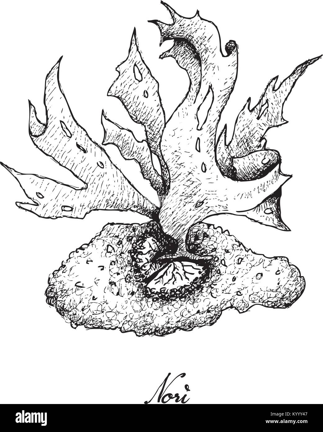 Pyropia seaweed Stock Vector Images - Alamy