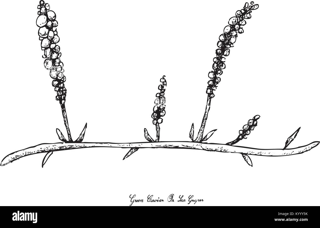 Grape algae Stock Vector Images - Alamy