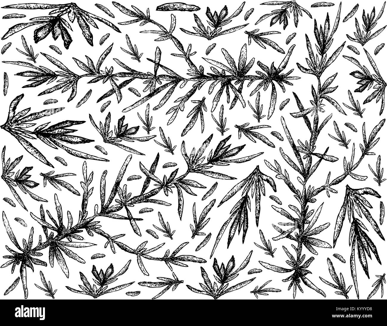 Sargassum fusiforme Stock Vector Images - Alamy
