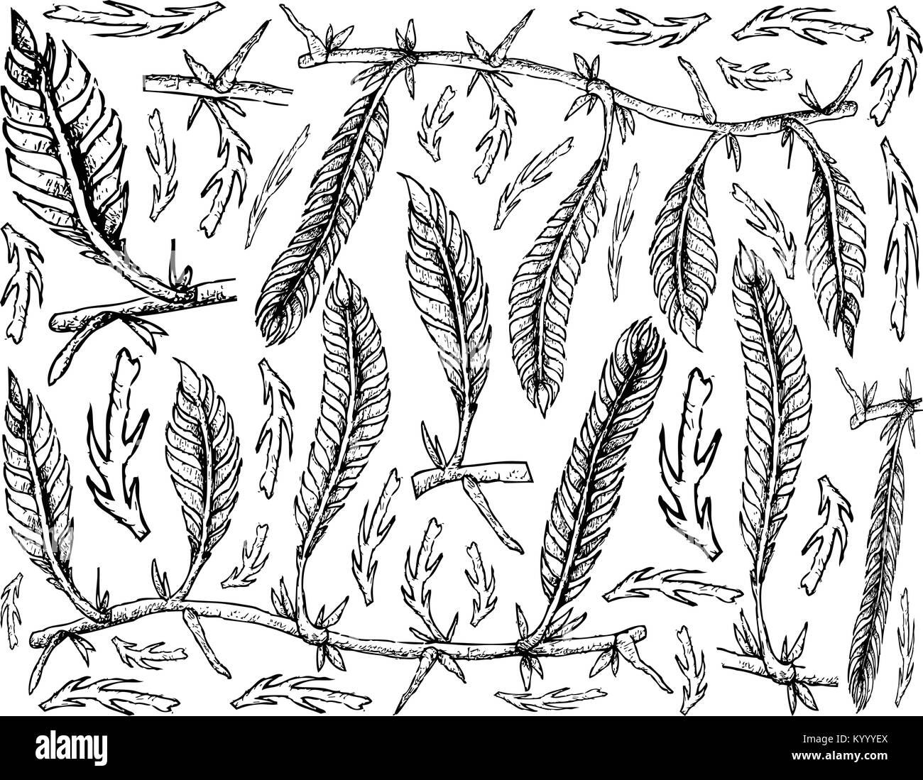 Sea Vegetables, Illustration Background of Hand Drawn Sketch Killer ...