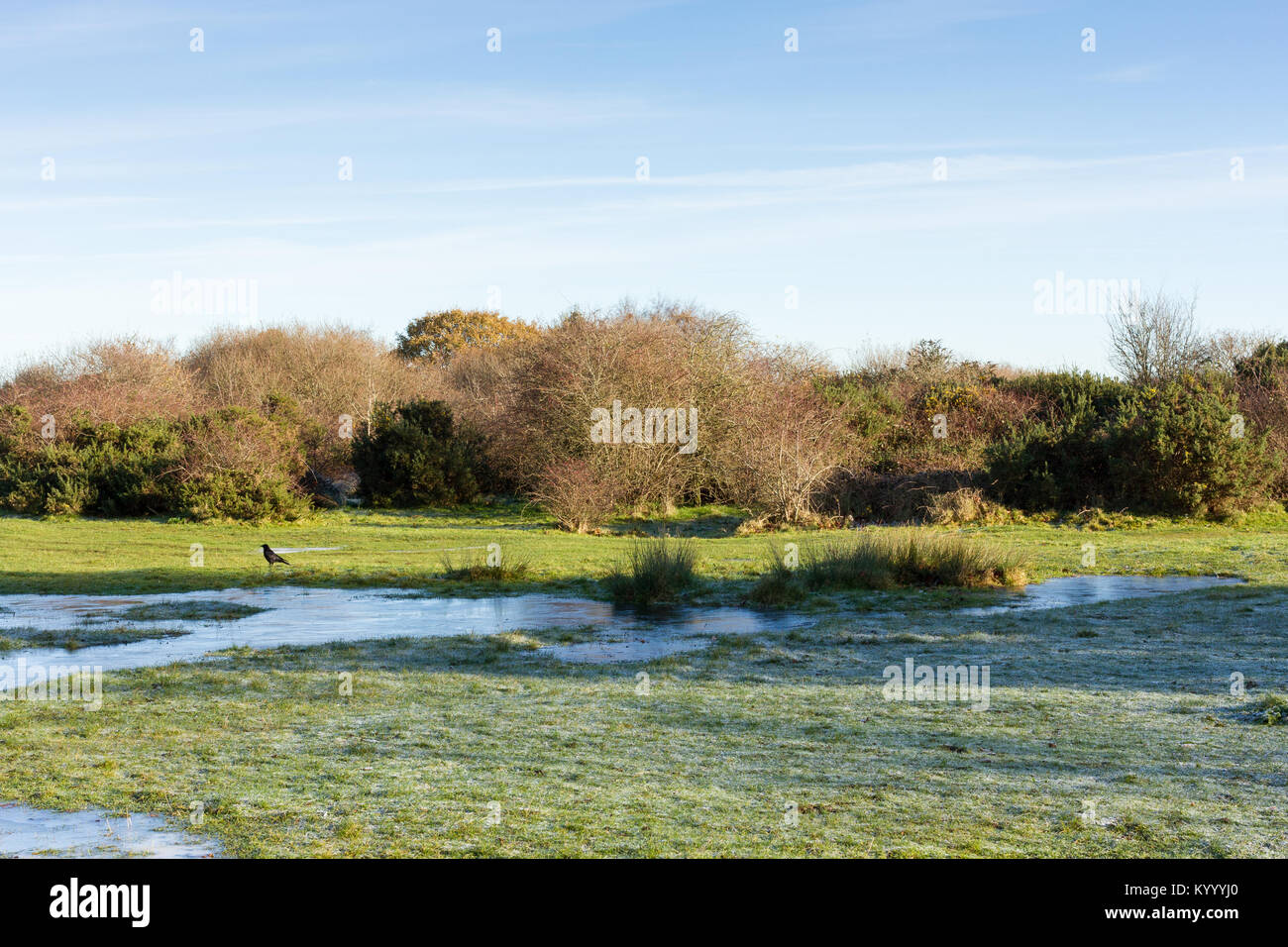 Frosty morning landscape on Turbary Common, Dorset, UK Stock Photo - Alamy