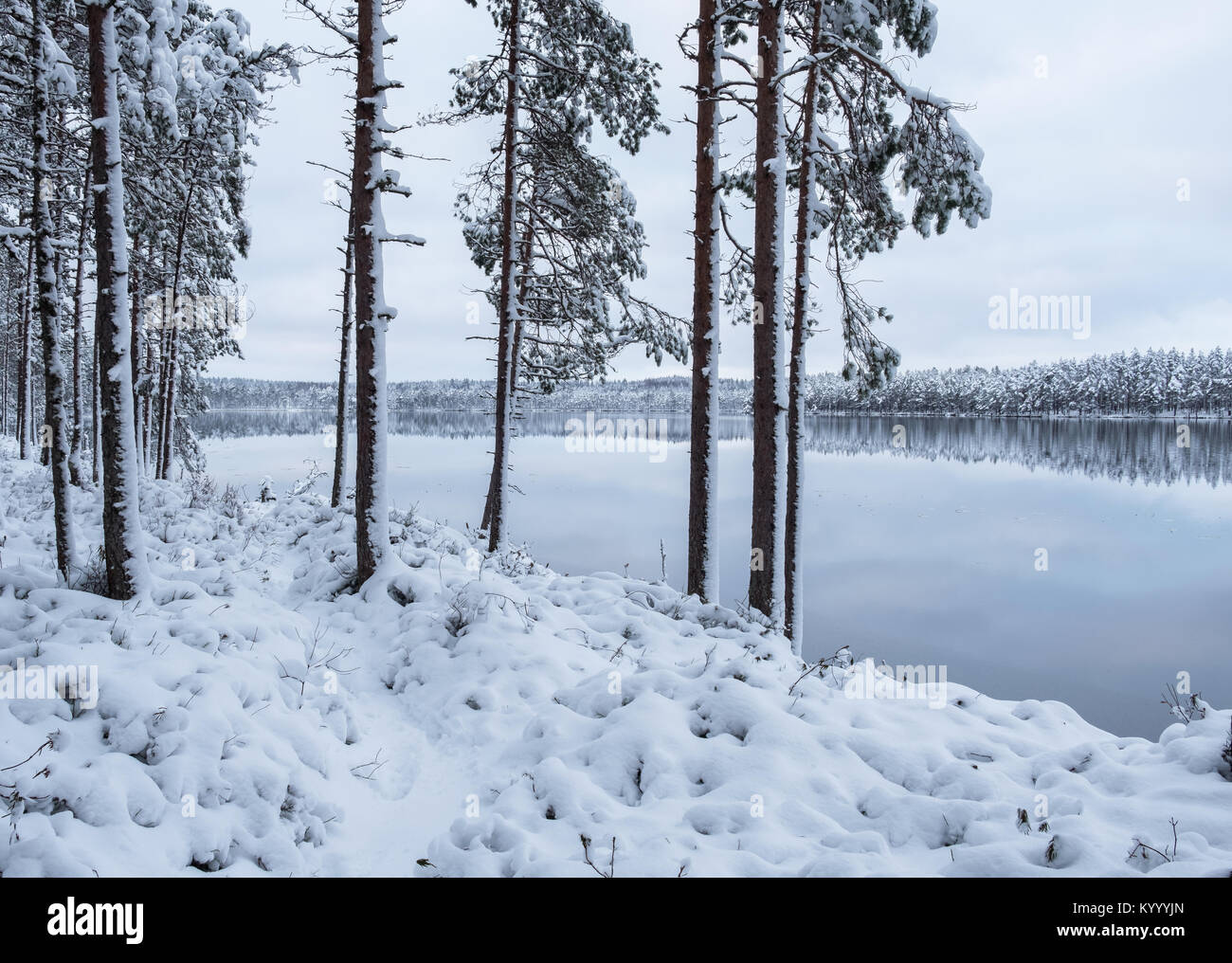 Winter landscape with frosty trees and peaceful lake at evening in ...
