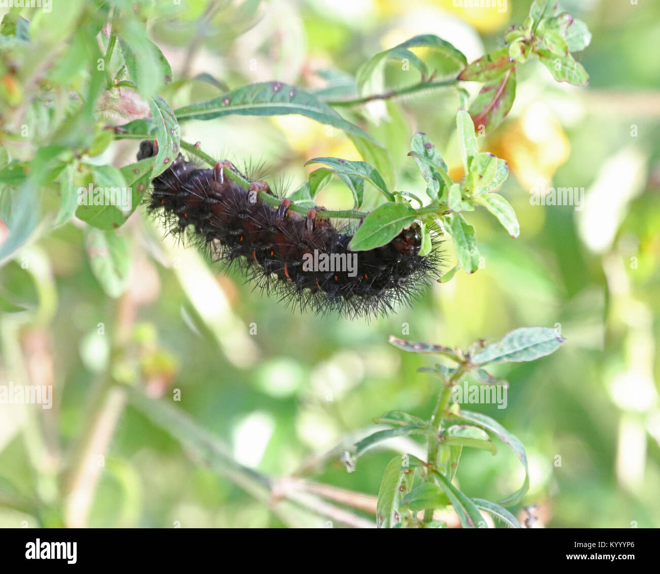 Giant Leopard moth caterpillar turns into a large white moth with a ...