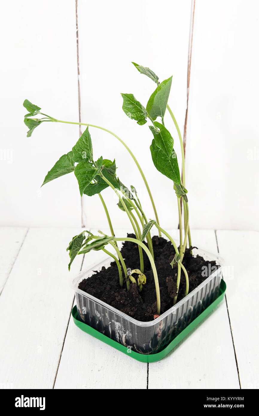 shoots of beans in a container on a board background Stock Photo - Alamy