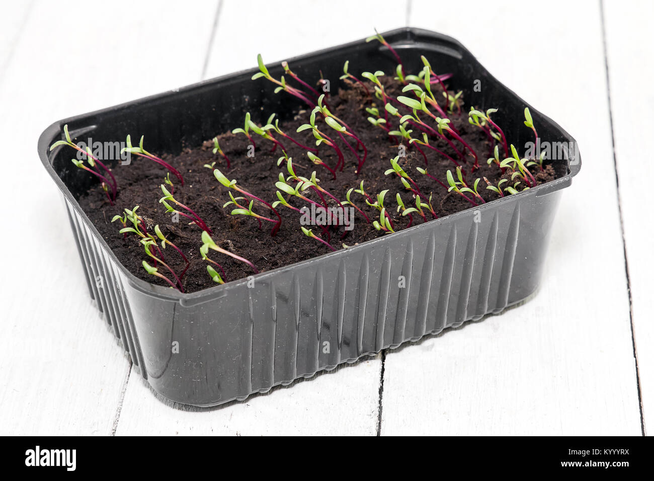 Beet Sprouting in a container on a board background Stock Photo - Alamy