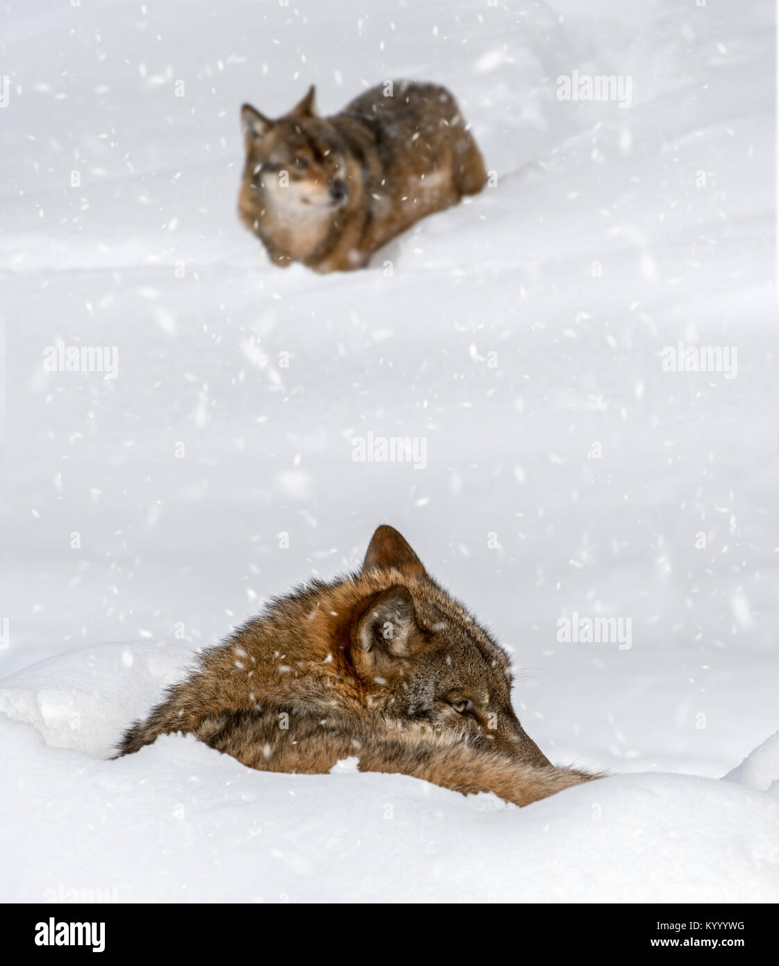 Wolf curled up hi-res stock photography and images - Alamy