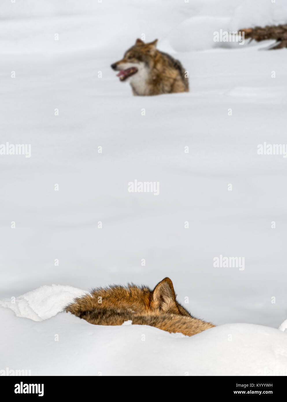 Gray wolf / grey wolf (Canis lupus) sleeping curled up in the snow in ...