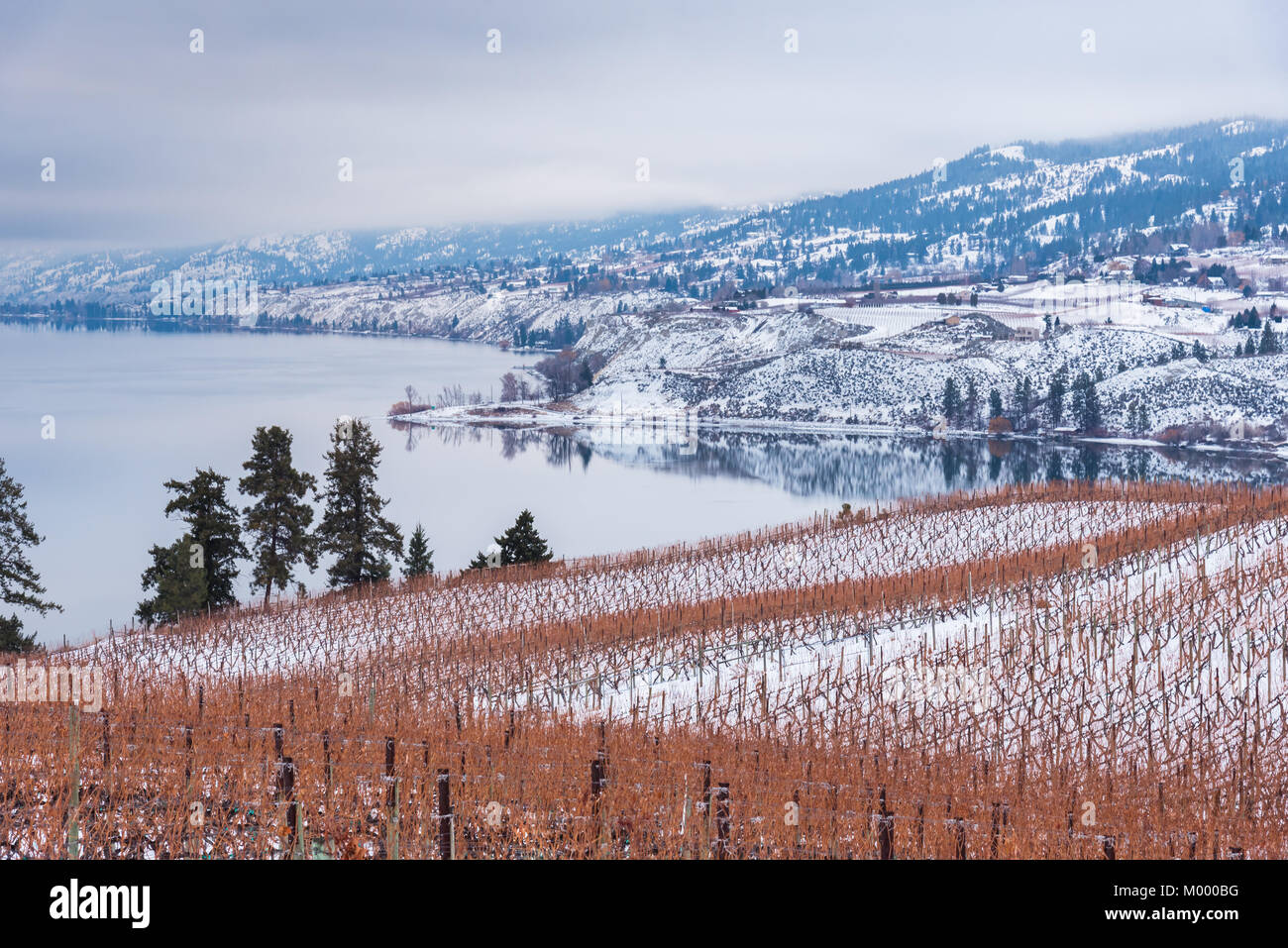 Winter view of Naramata Bench snow covered vineyards with Okanagan Lake ...