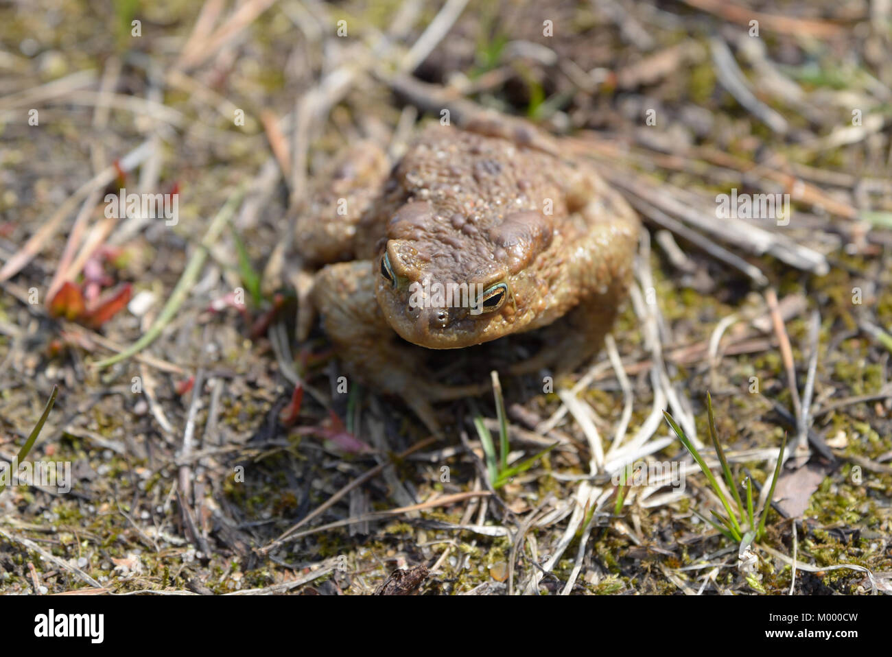 Toad sitting on the ground Stock Photo - Alamy