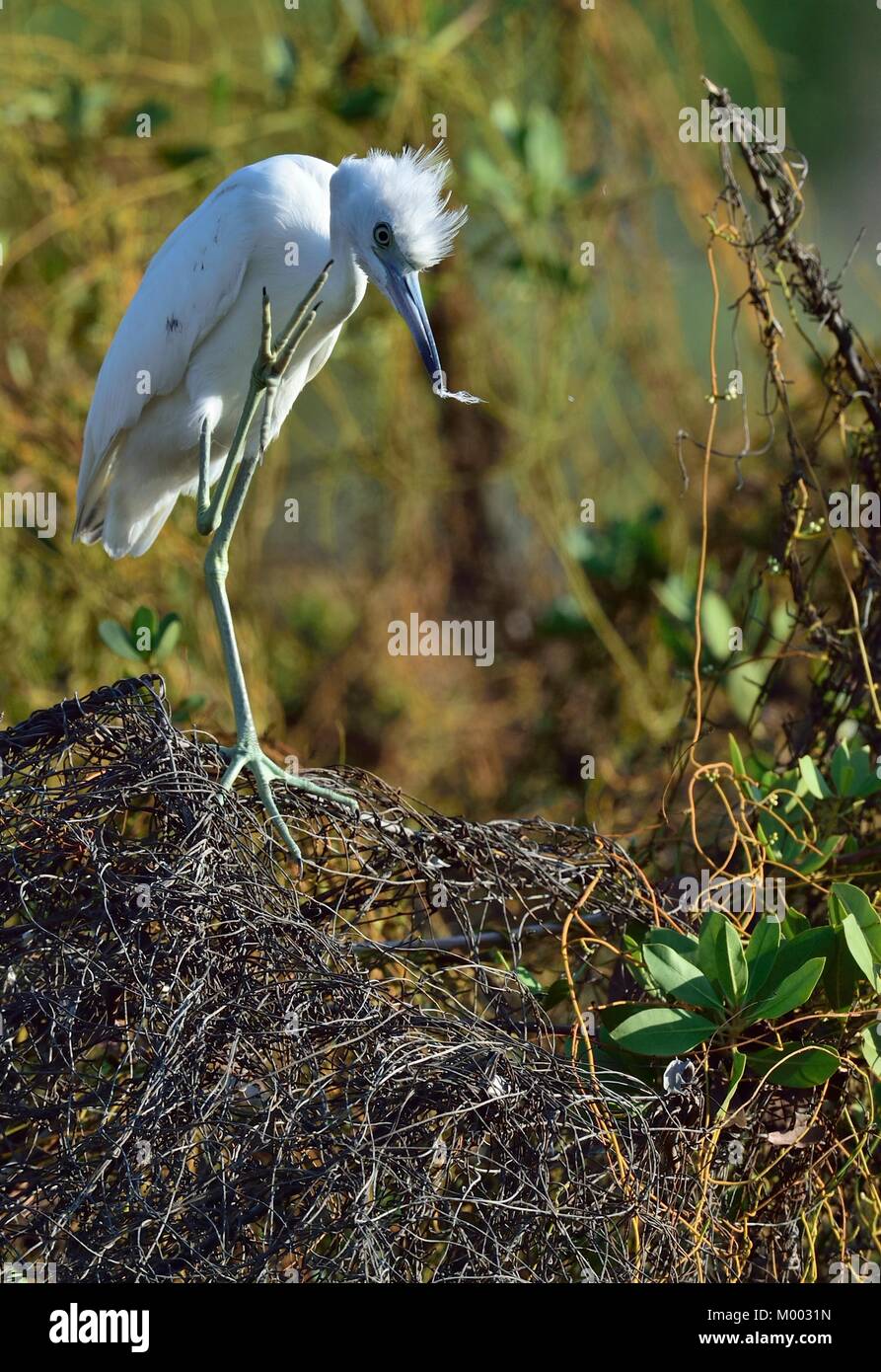 Adult Little Blue Heron (Egretta caerulea) ( white morph )on natural ...