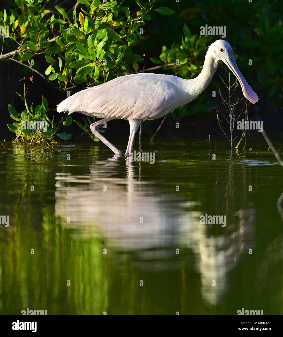 The roseate spoonbill (Platalea ajaja) (sometimes placed in its own ...