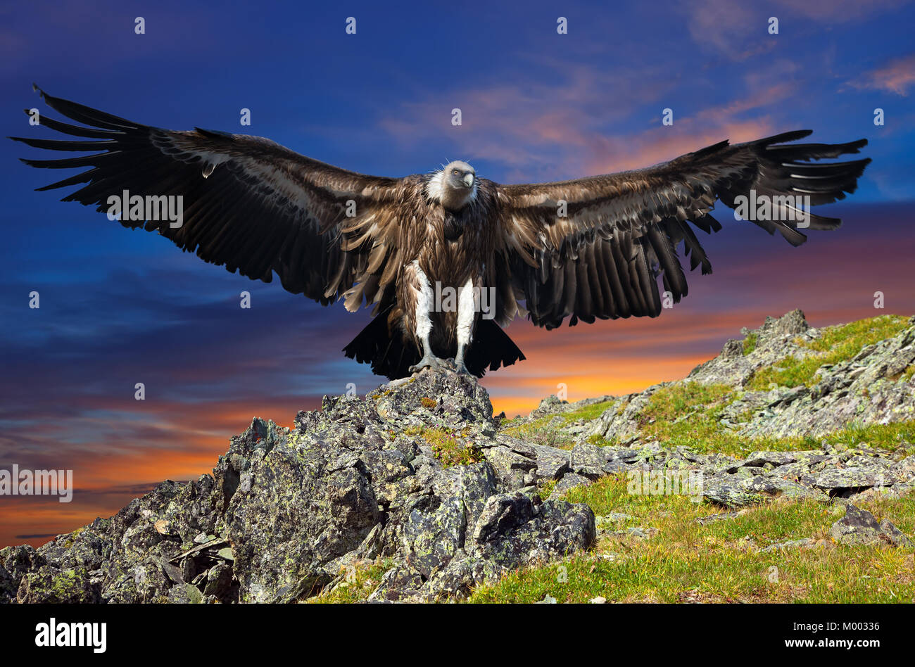 Real Griffins Flying