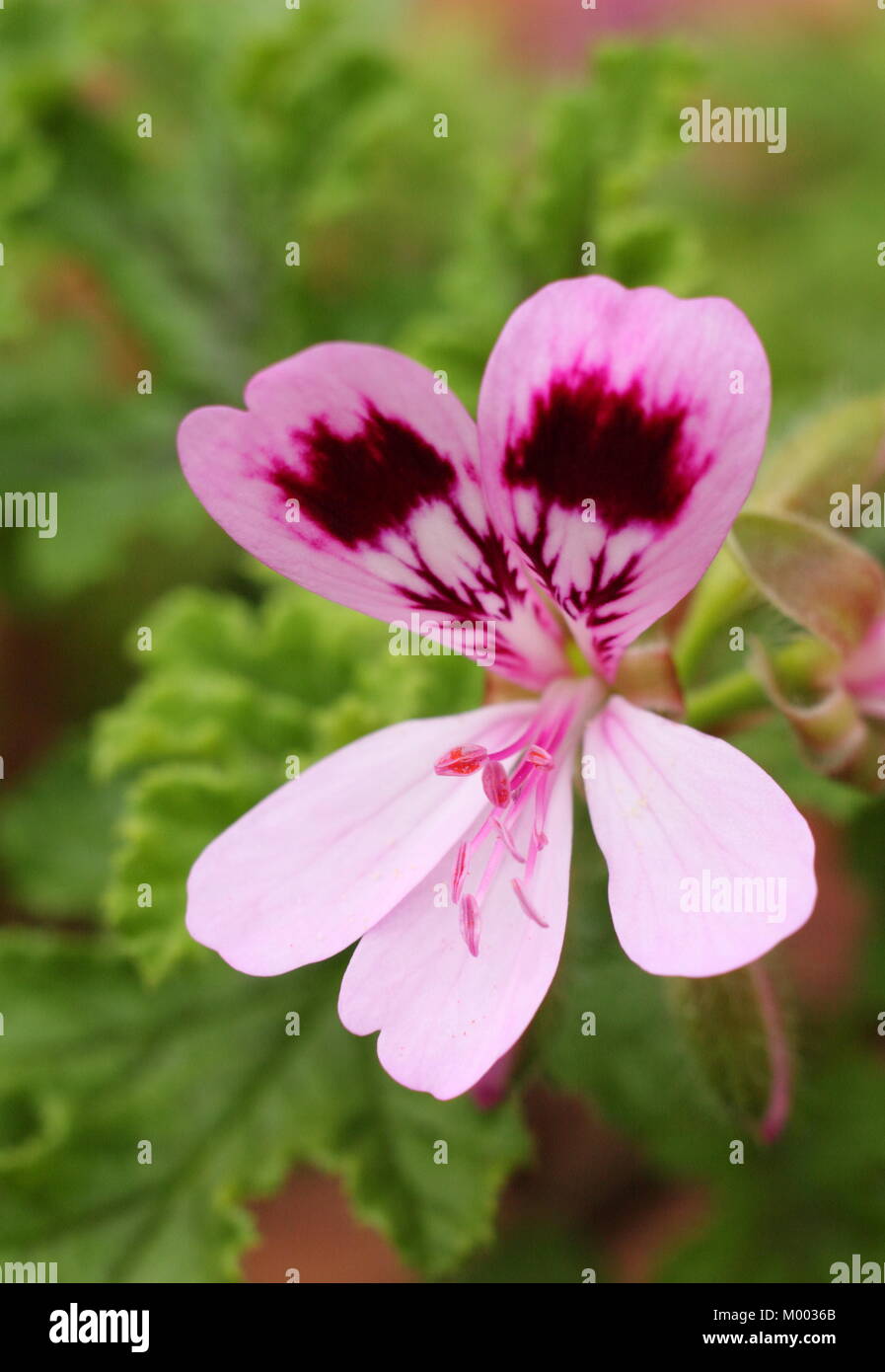 Pelargonium 'Quercifolium', also called Oakleaf geranium, flower in a ...