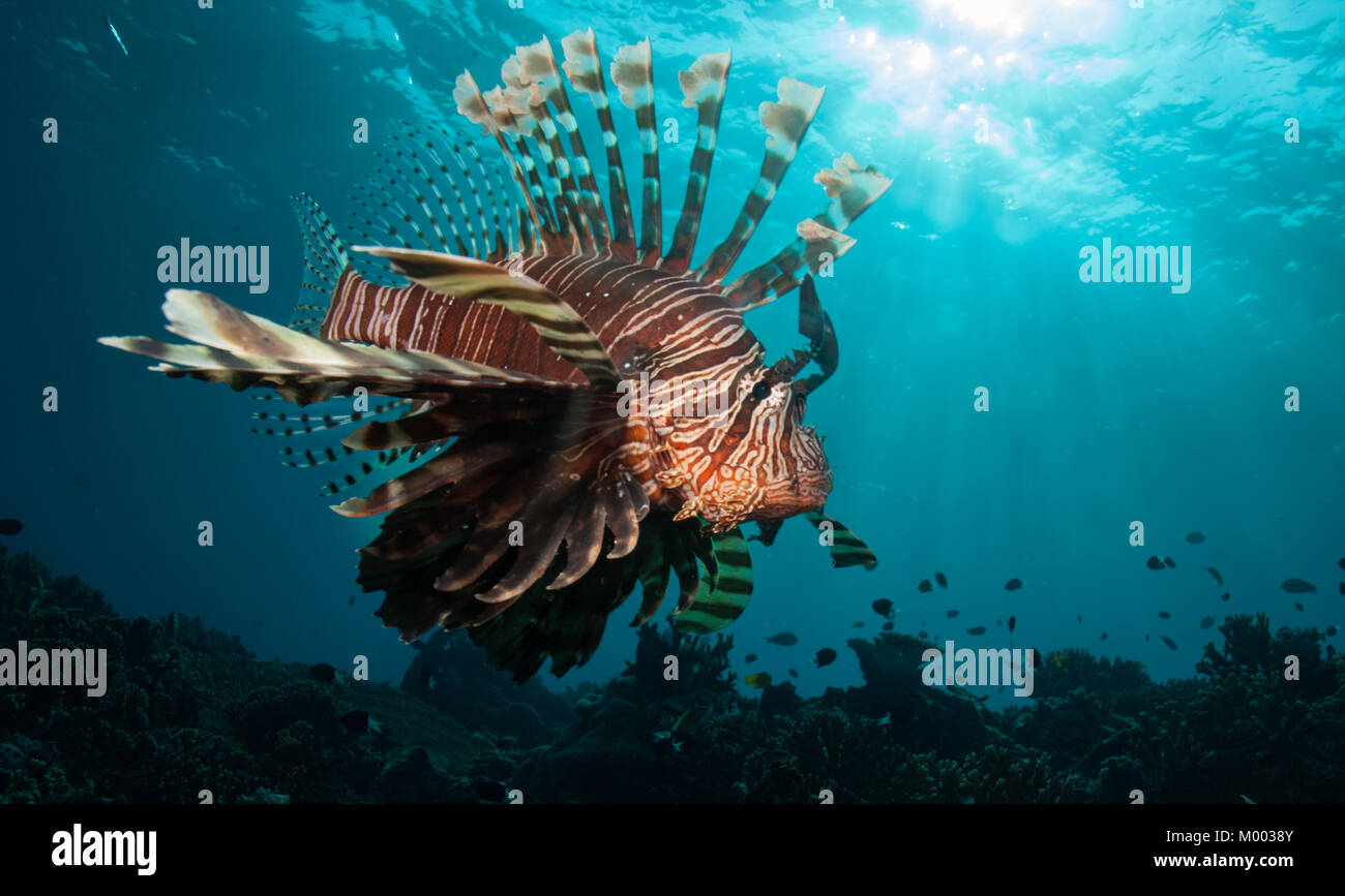 Indian Lionfish swimming underwater Stock Photo - Alamy
