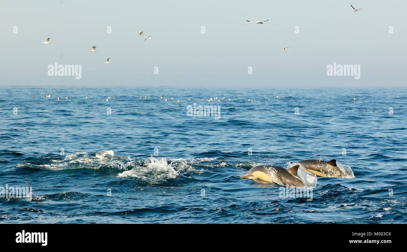 Group of dolphins, swimming in the ocean and hunting for fish. The ...