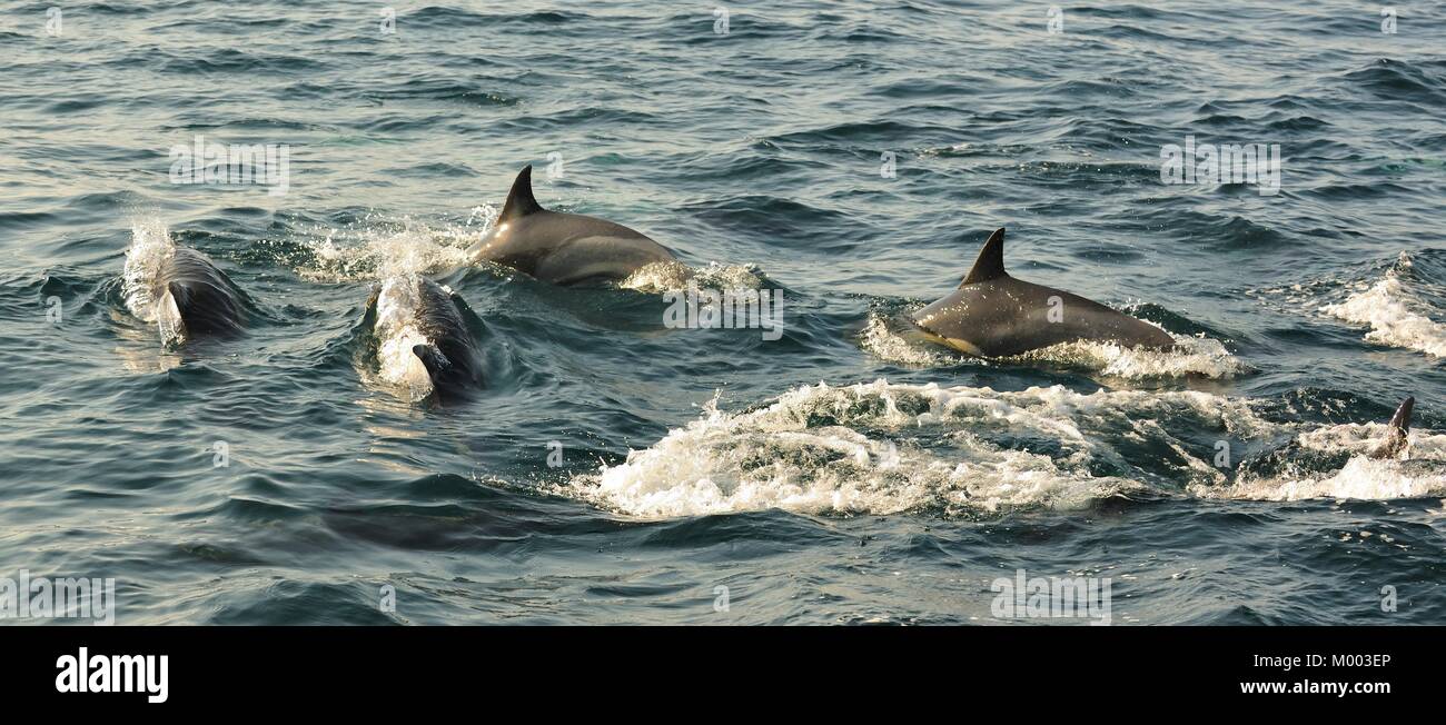 Group of dolphins, swimming in the ocean and hunting for fish. The ...