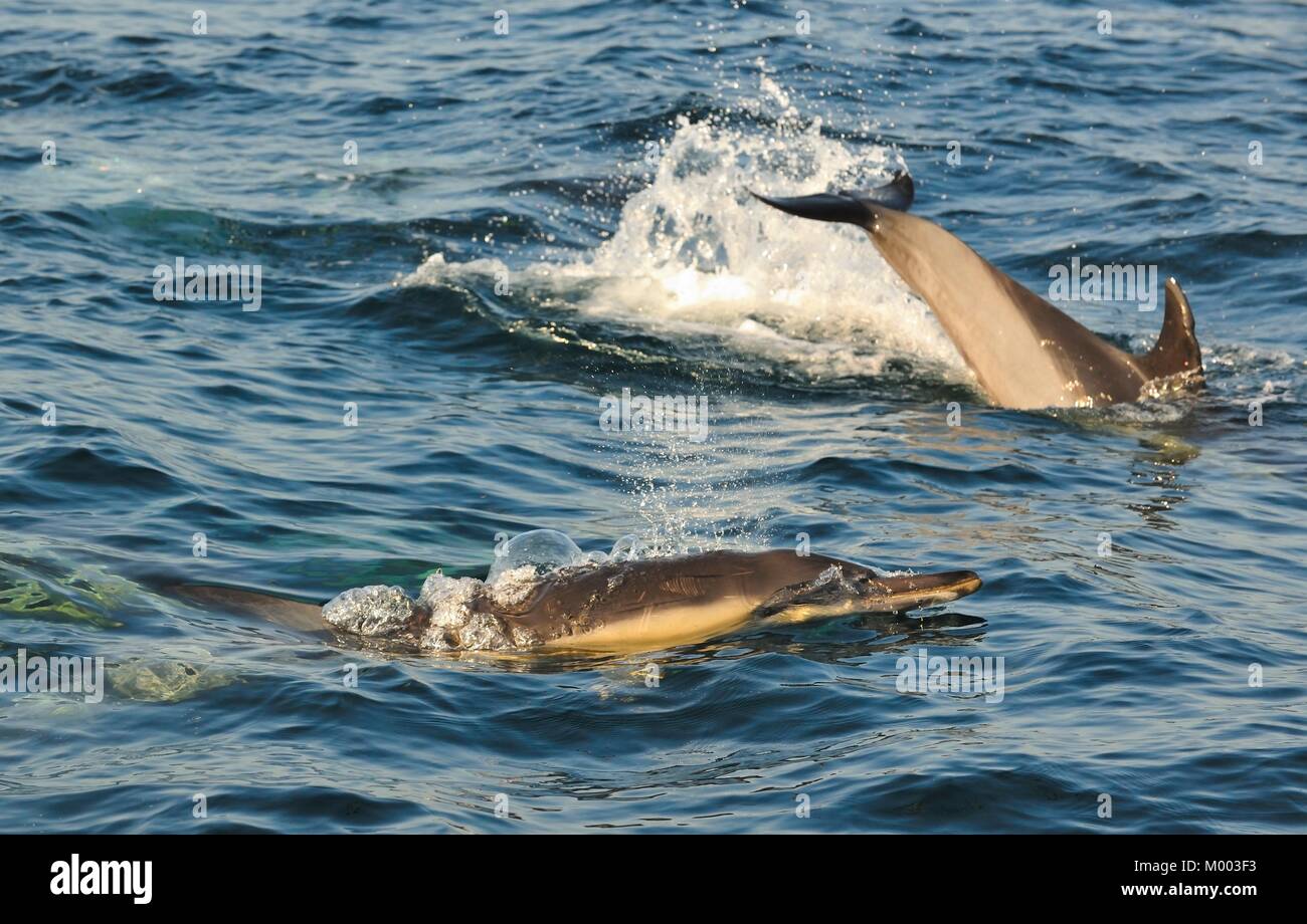 Group of dolphins, swimming in the ocean and hunting for fish. The ...