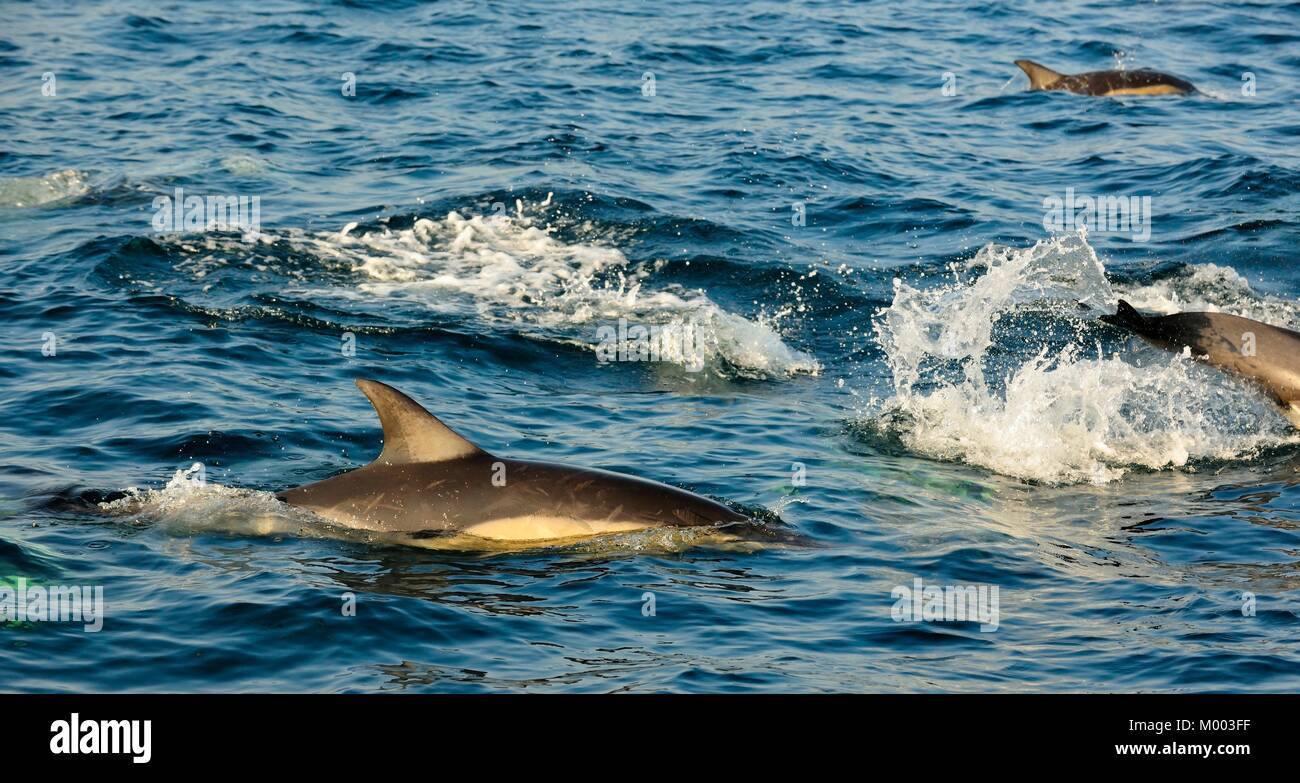 Group of dolphins, swimming in the ocean and hunting for fish. The ...