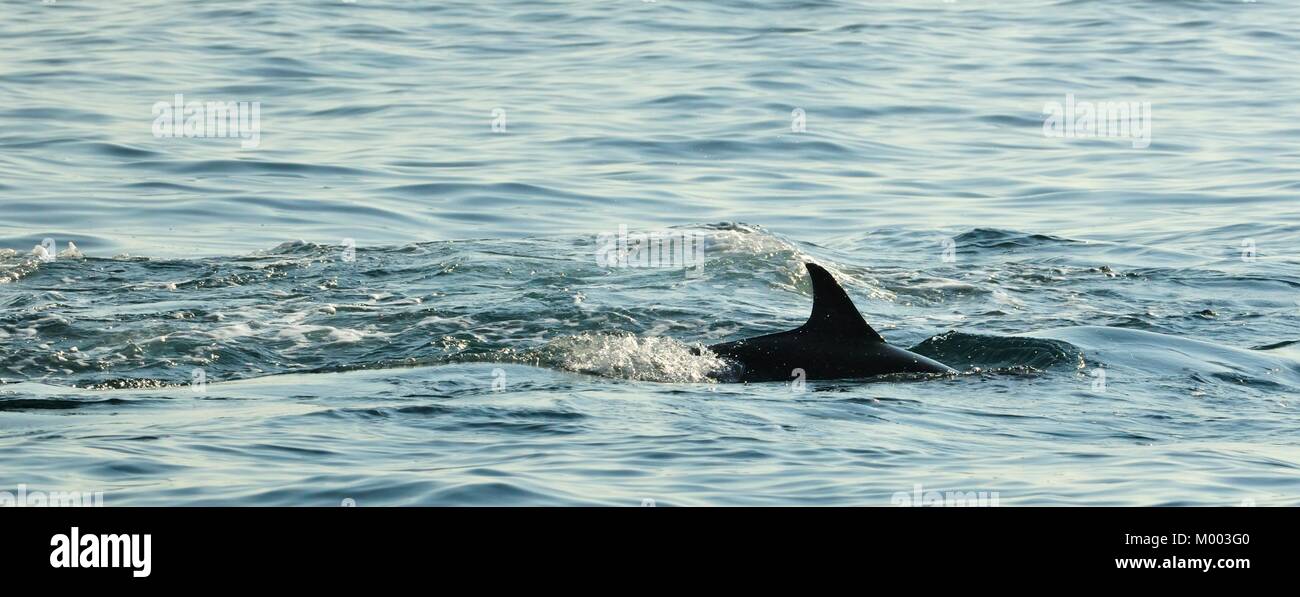 Silhouette of a back fin of a dolphin, swimming in the ocean and ...