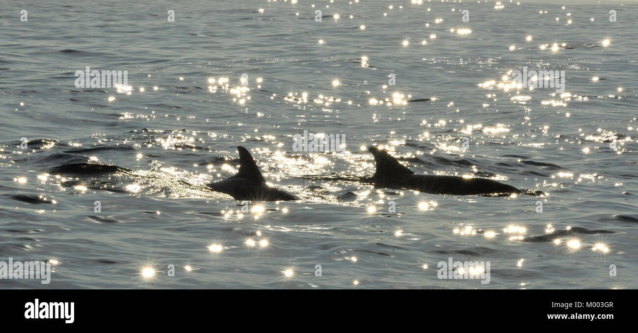 Back fins hi-res stock photography and images - Alamy