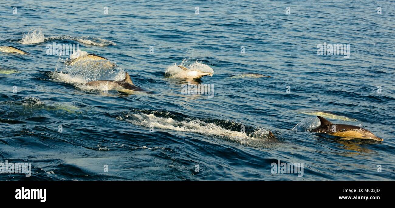 Group of dolphins, swimming in the ocean and hunting for fish. The ...
