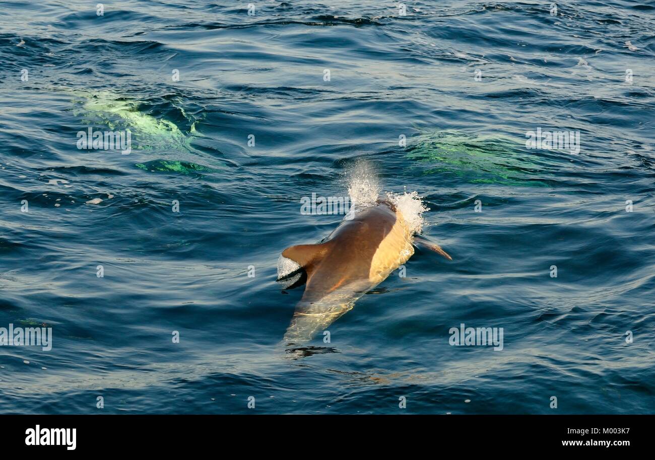 Group of dolphins, swimming in the ocean and hunting for fish. The ...