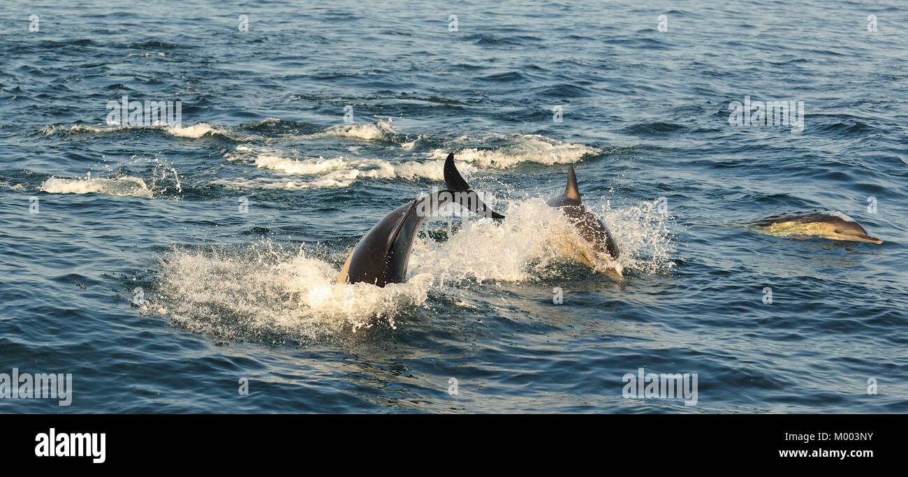 Group of dolphins, swimming in the ocean and hunting for fish. The ...