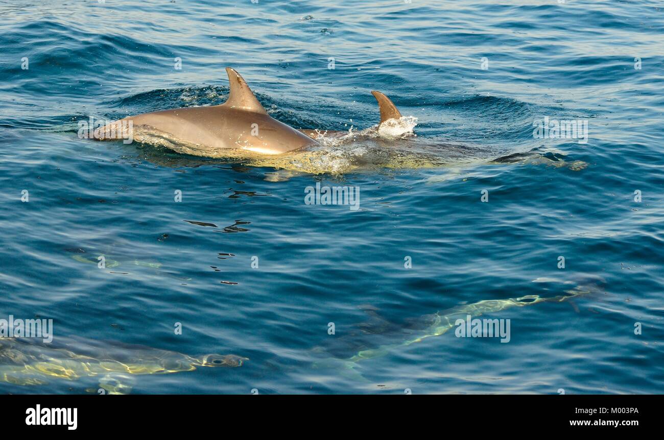 Group of dolphins, swimming in the ocean and hunting for fish. The ...
