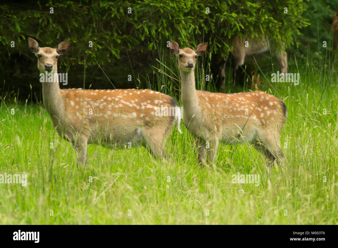 Two deer in the forest Stock Photo - Alamy