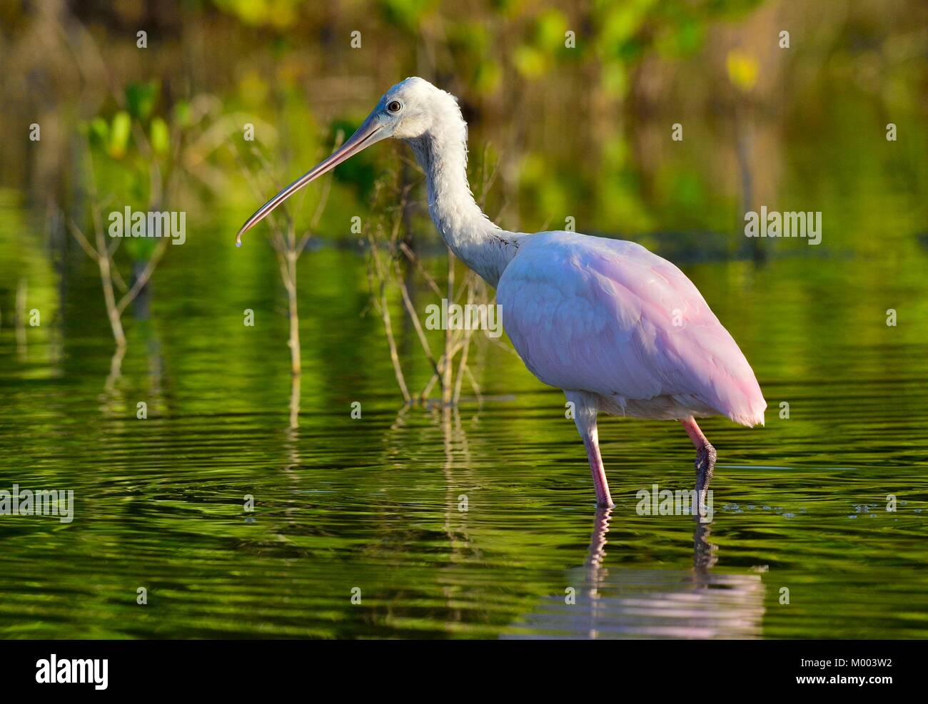The Female Roseate Spoonbill, Platalea ajaja, (sometimes placed in its ...