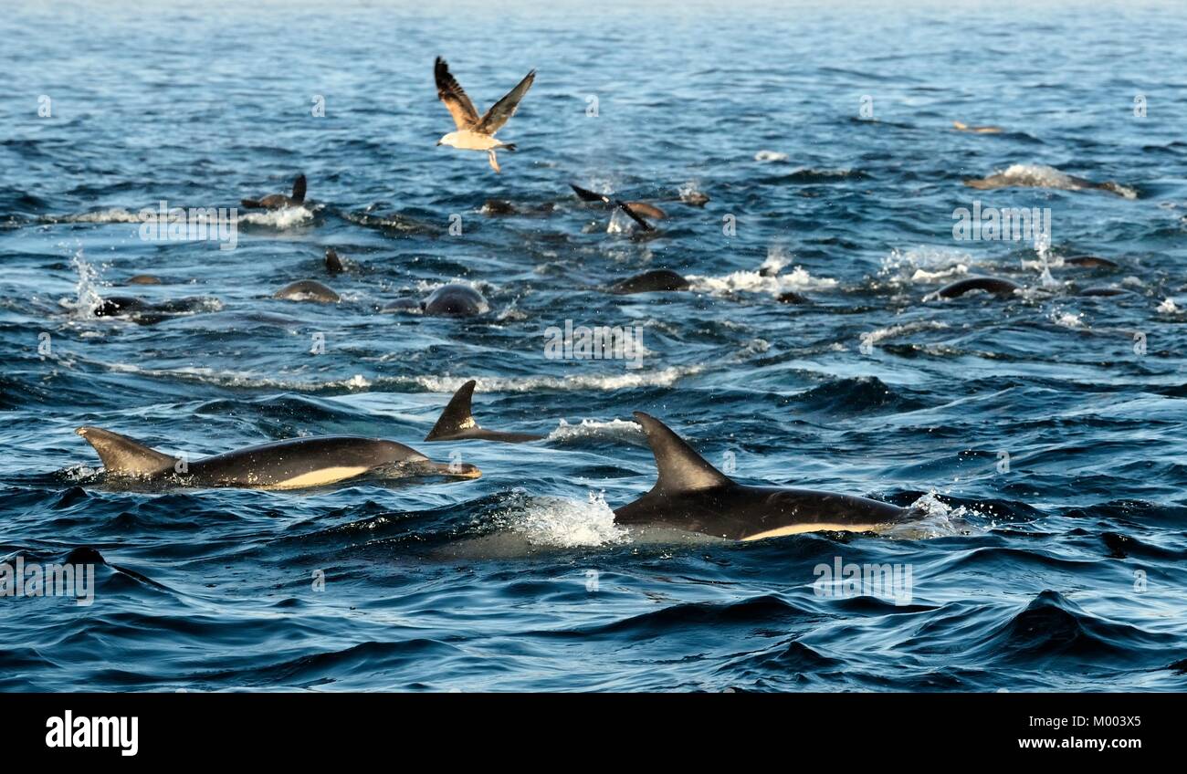 Dolphin Hunting Fish