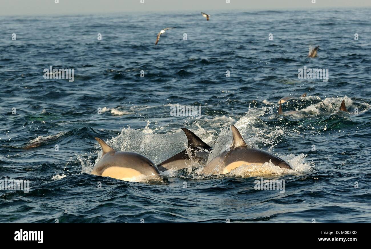 Group of dolphins, swimming in the ocean and hunting for fish. The ...