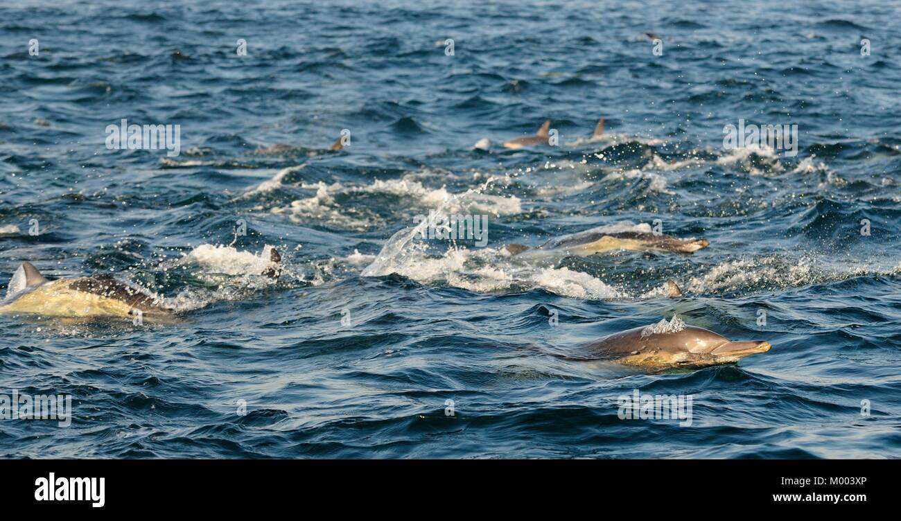 Group of dolphins, swimming in the ocean and hunting for fish. The ...
