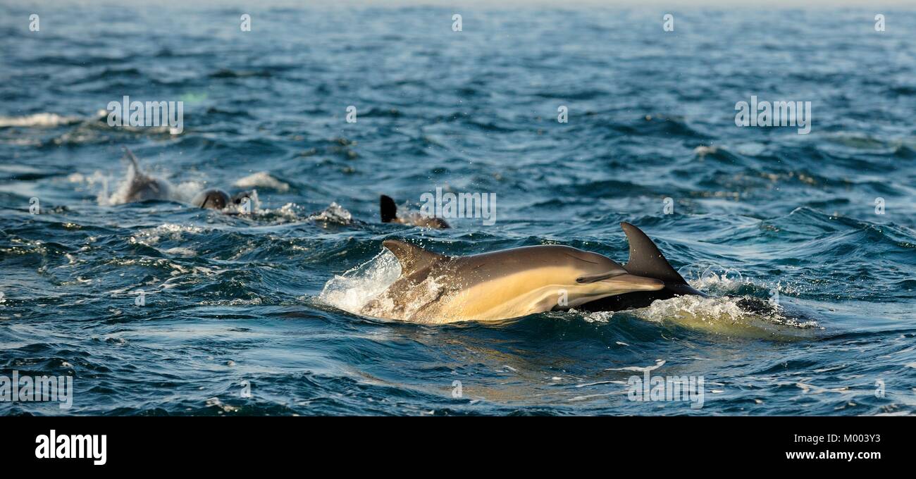 Group of dolphins, swimming in the ocean and hunting for fish. The ...