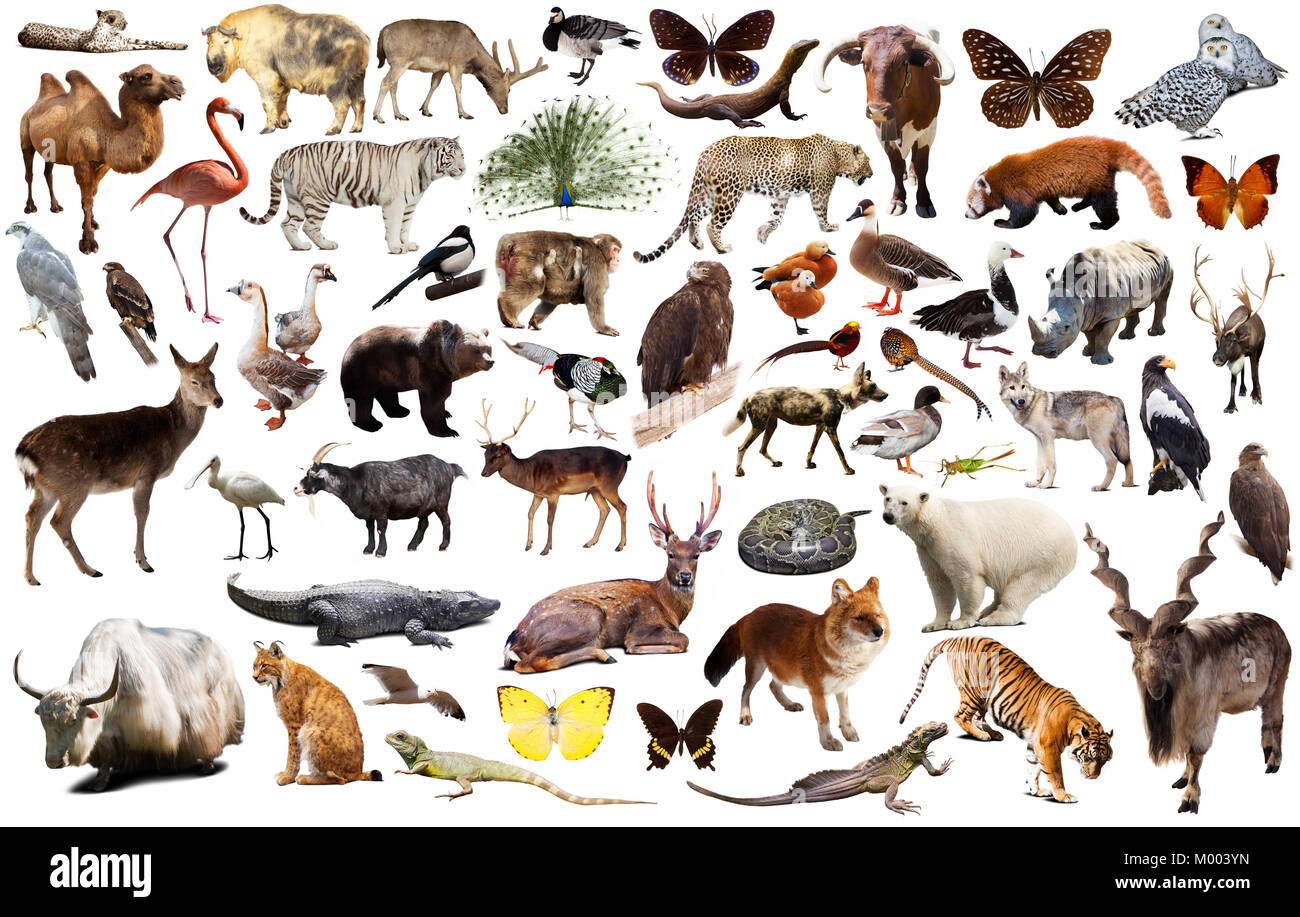collection of different birds, mammals and reptiles from asia isolated ...