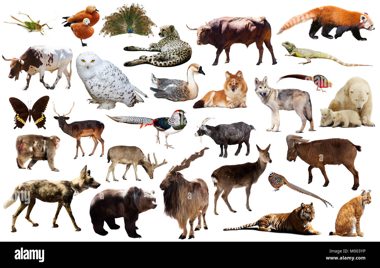 Set of various asian isolated wild animals including birds, mammals ...