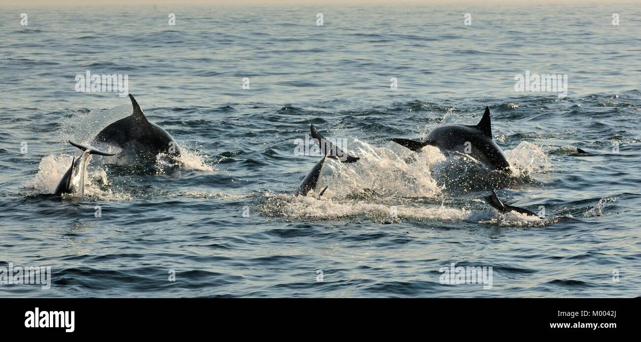 Group of dolphins, swimming in the ocean and hunting for fish. The ...