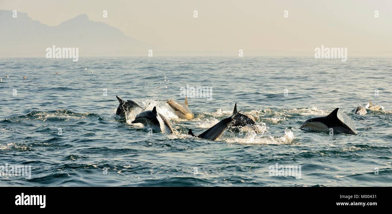 Group of dolphins, swimming in the ocean and hunting for fish. The ...