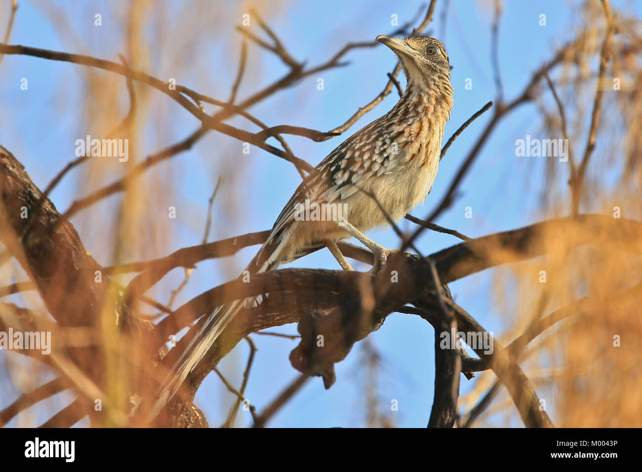 corre caminos, churea,correcaminos road Runner Stock Photo - Alamy